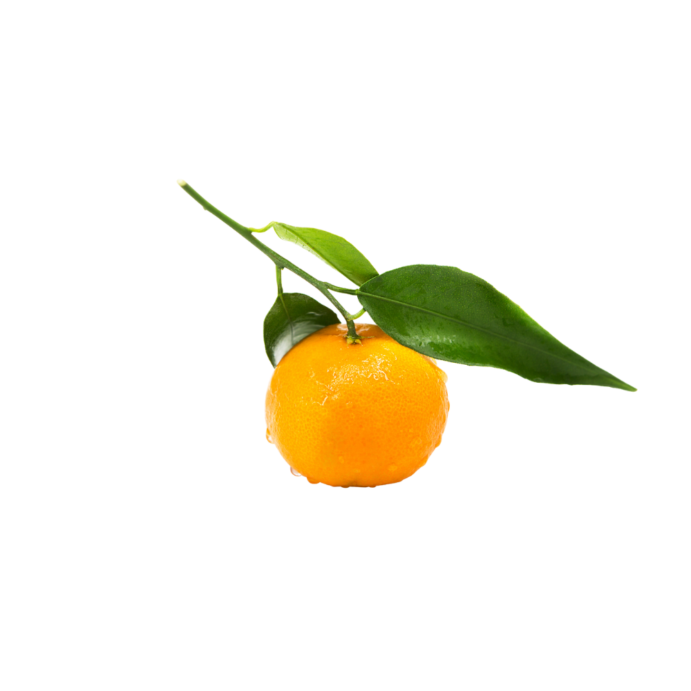 Mandarin orange – farfalla.ch