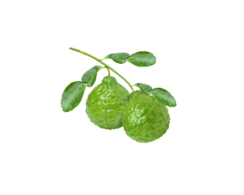 Pflanzenlexikon Blog – farfalla.ch