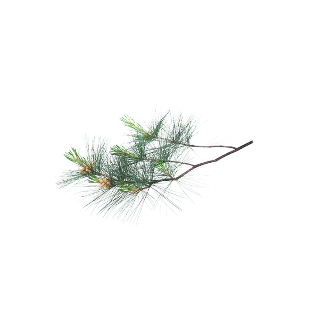 Swiss stone pine (Arve) – farfalla.ch