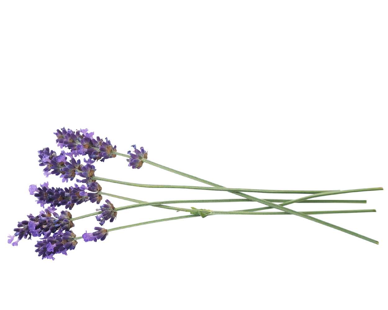 Pflanzenlexikon Blog – Markiert "Schlaf schön" – farfalla.ch