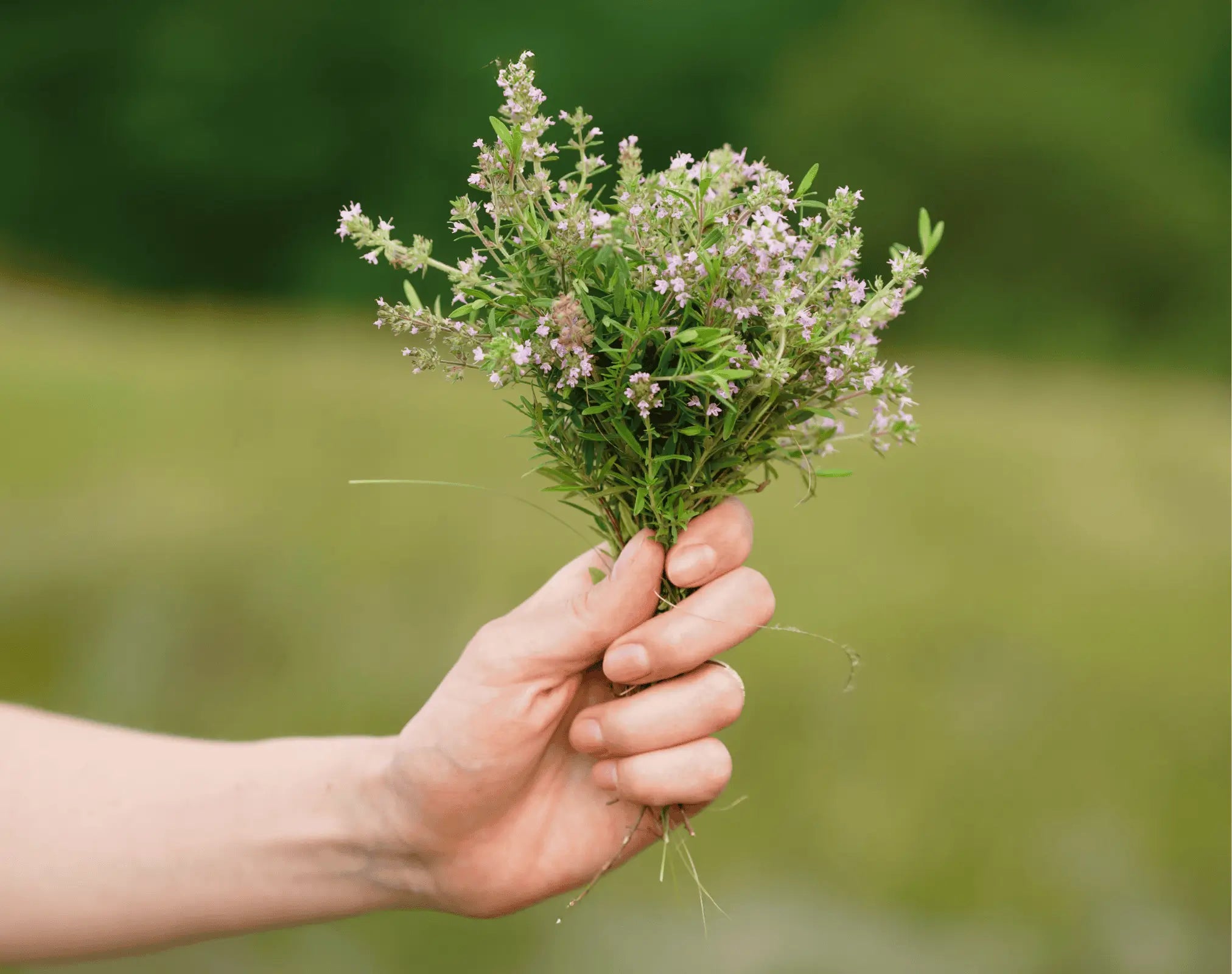 Quality – Facts instead of myths about essential oils – farfalla.ch