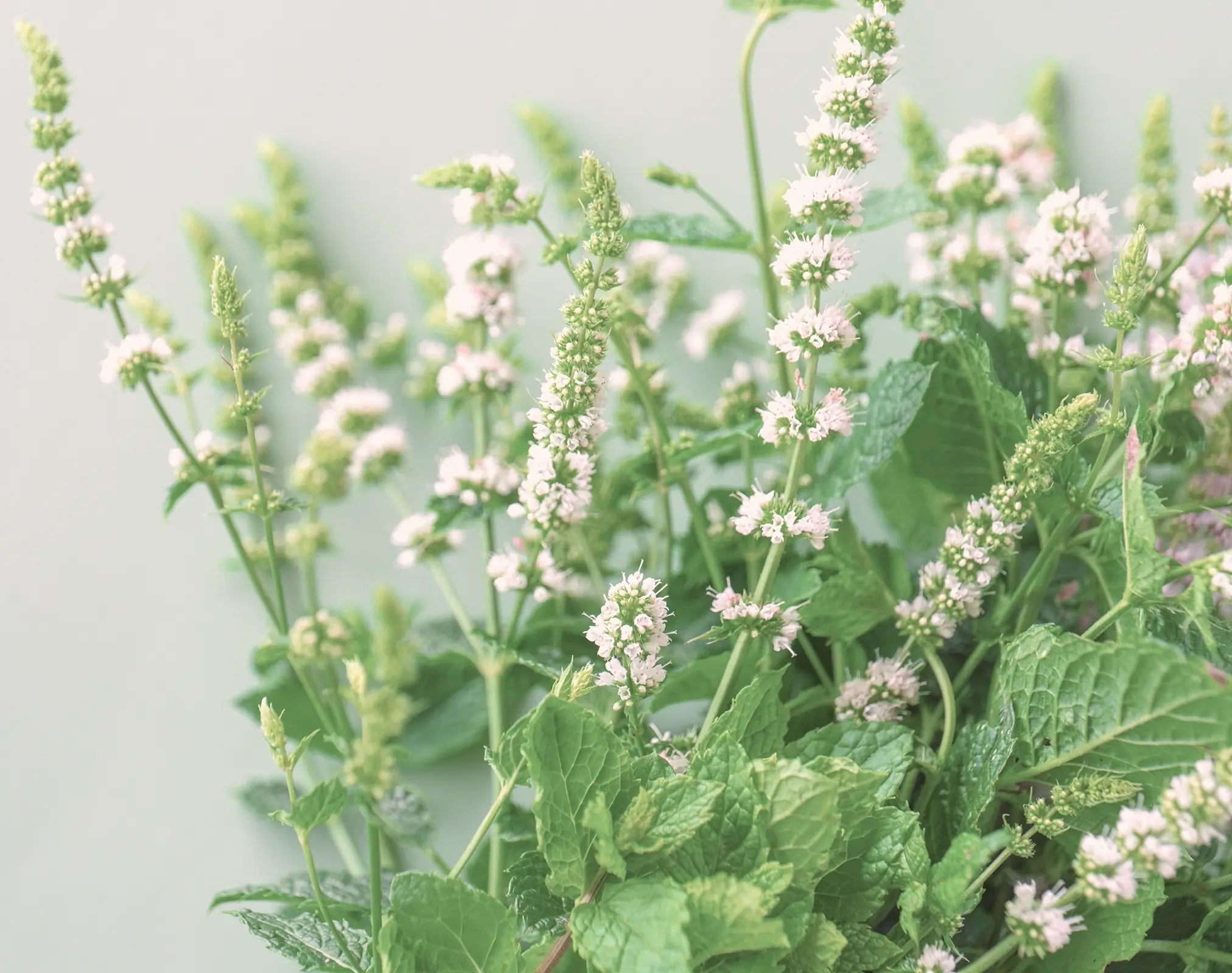 Oils for headaches – Natural relief with peppermint oil – farfalla.ch