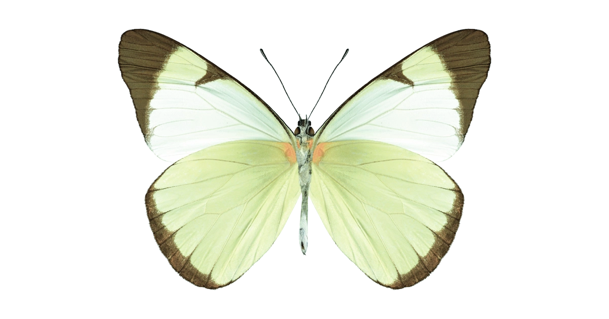 Stay healthy – farfalla.ch