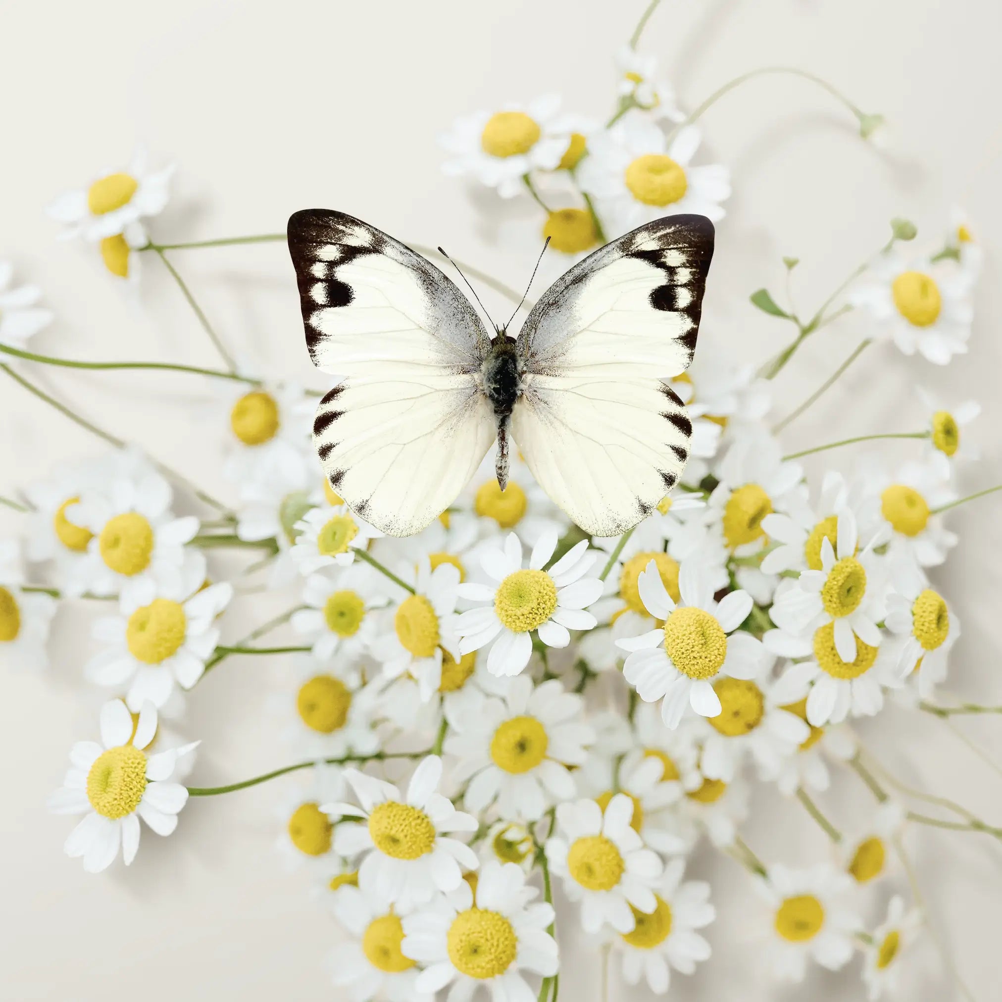 Stress Balance – farfalla.ch