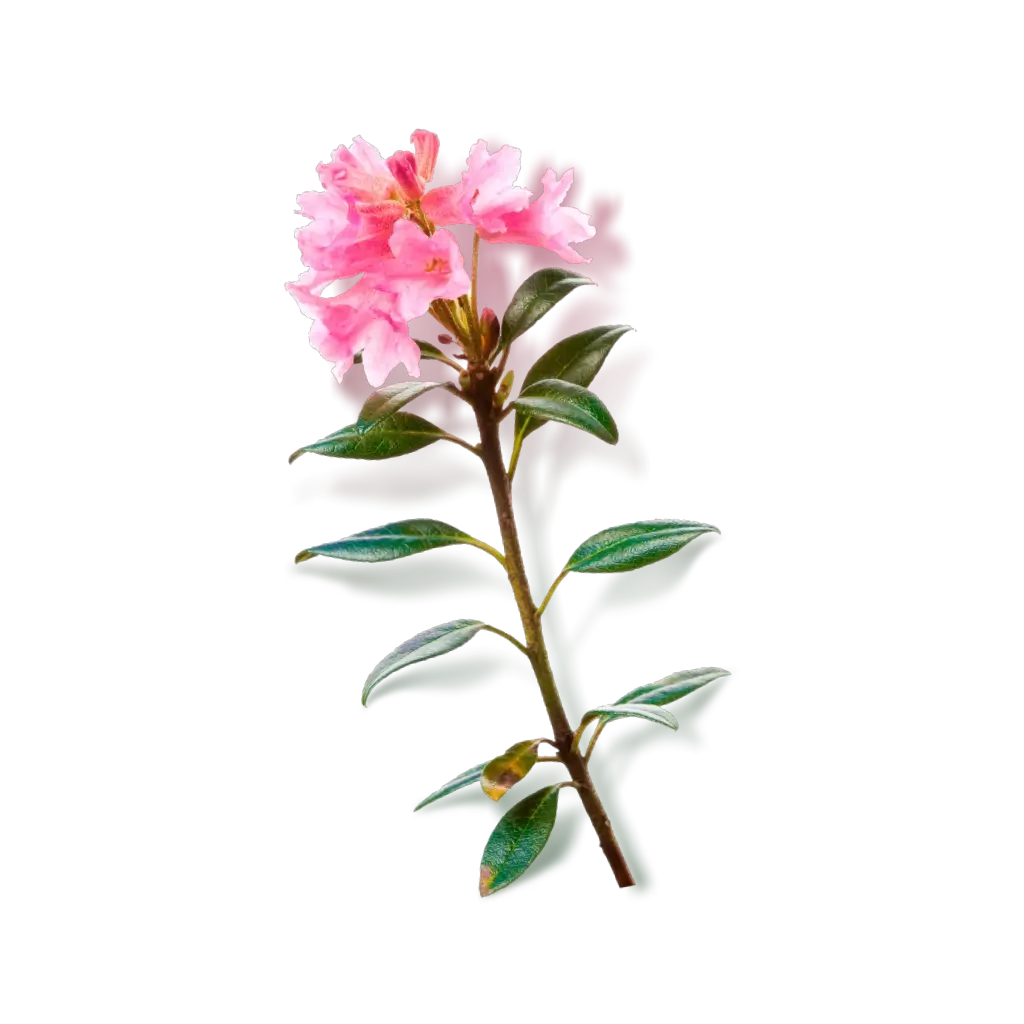 Sample Anti-Age face cream Alpine Rose A+ Aging Stress Relief – farfalla.ch