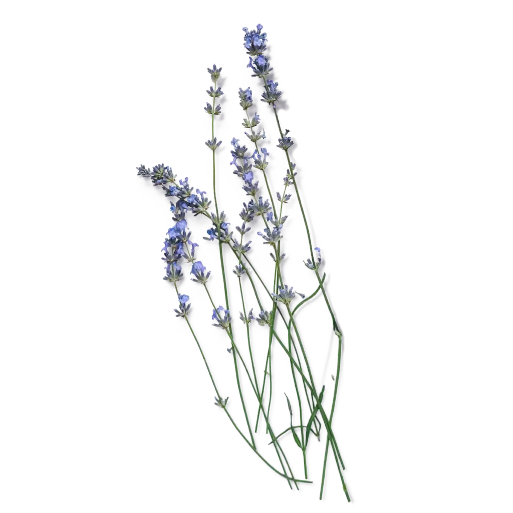 Crème de nuit Intense Sleep Night Recovery Effect – farfalla.ch