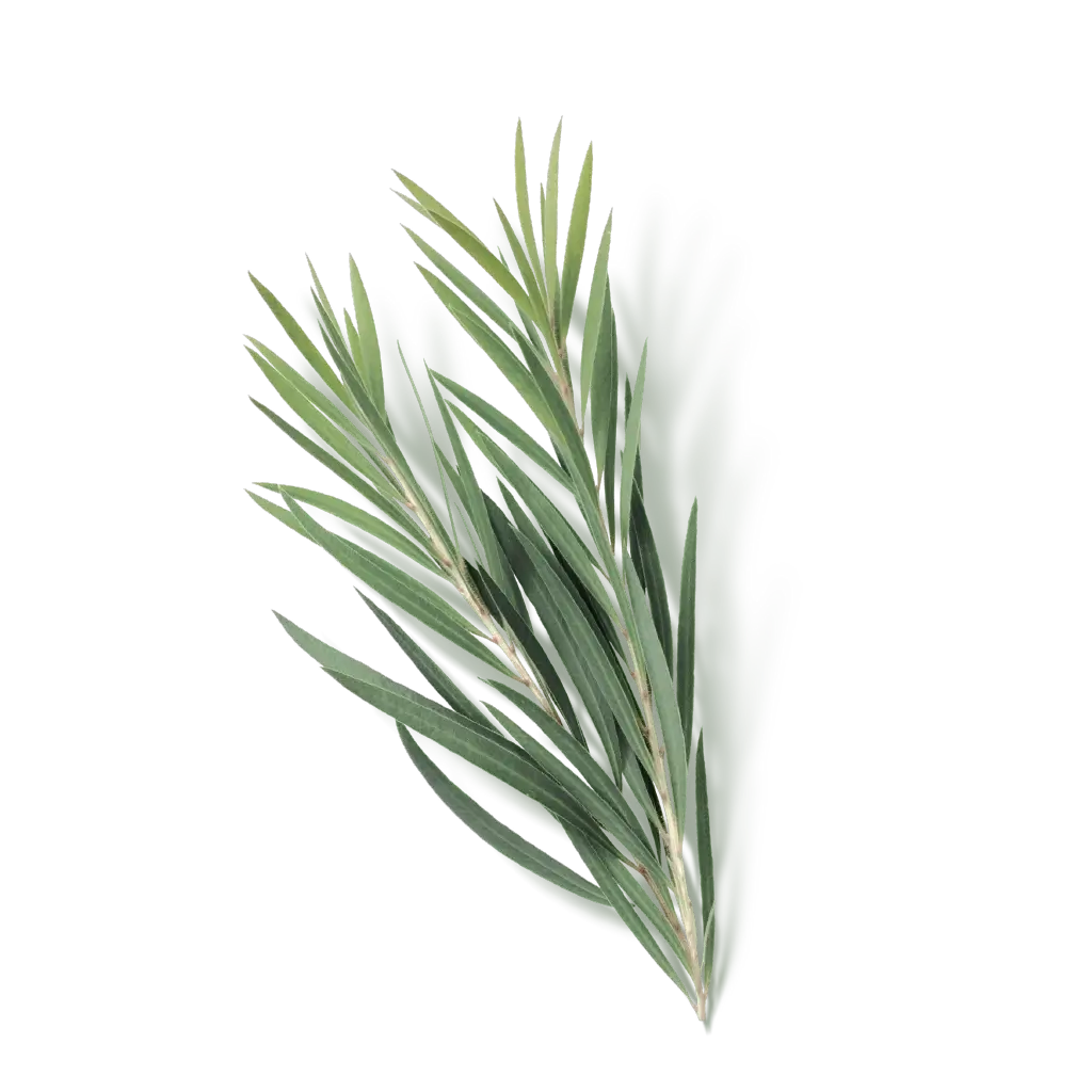 Sebum Control Nightserum Skinclear Derma Pro Biome – farfalla.ch