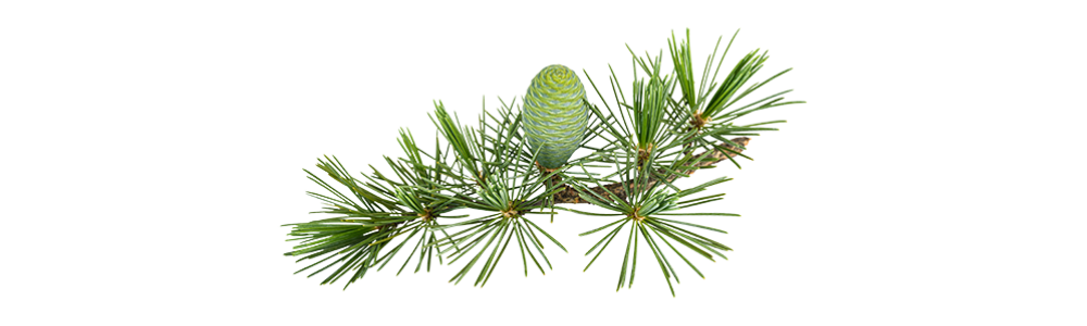 Ätherisches Öl Rosmarin Chemotyp Kampfer bio Bleib gesund – farfalla.ch